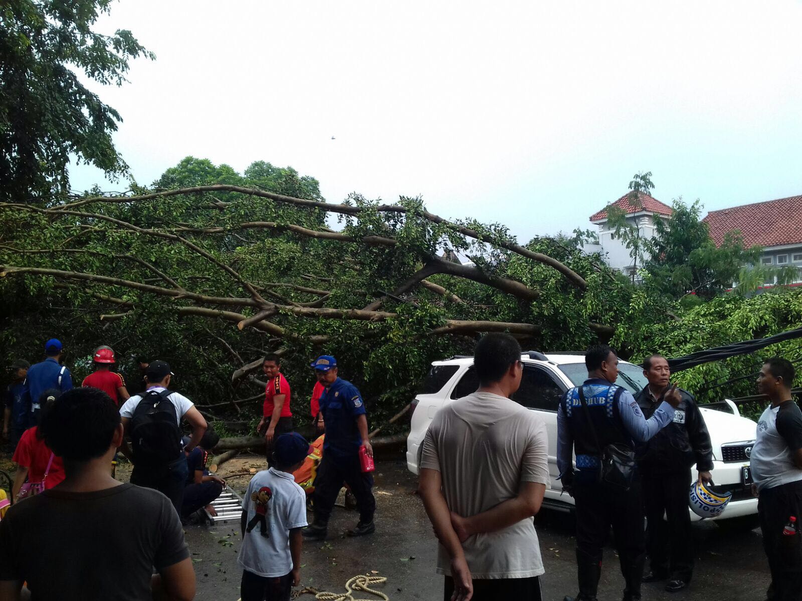 Brak! Pohon Tumbang di Muncul, 3 Mobil & Tiang Listrik Ambruk