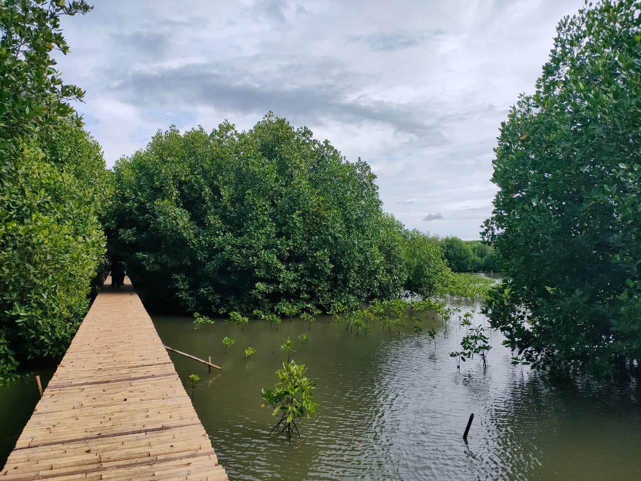 Keindahan Hutan Mangrove di Teluk Naga Tangerang