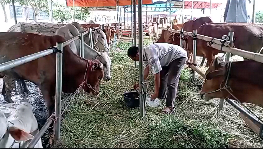 Harga Hewan Kurban di Kota Tangerang Naik Jelang Idul Adha 2024