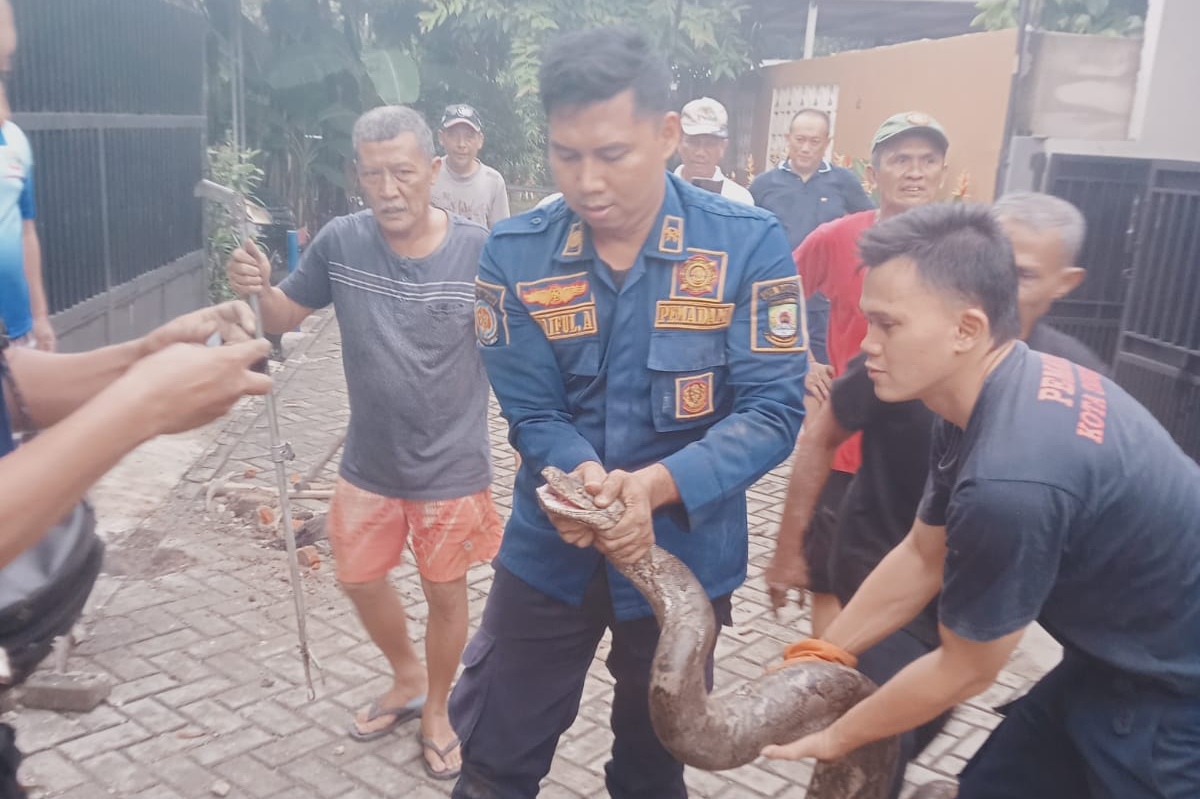 Selama 6 Bulan Ada 70 Kasus Temuan Ular di Kota Tangerang, Ini Cara ...